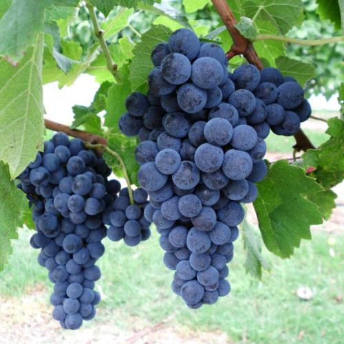 Jual Bibit Benih Biji Buah Anggur Manis Wine Grape Common Vine Isi 20 ...