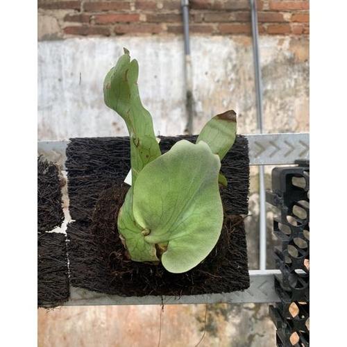 Jual - PLATYCERIUM GRANDE ATAU TANDUK RUSA GRANDE ATAU SIMBAR MENJANGAN ...