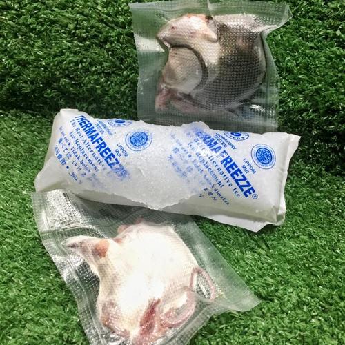 Jual TIKUS BEKU/FROZEN - Mencit Jumper/Hoppers - Tikus Putih - Mus ...