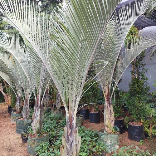 Jual Pohon palem segitiga silver - Jakarta Barat - dayplant landscape ...