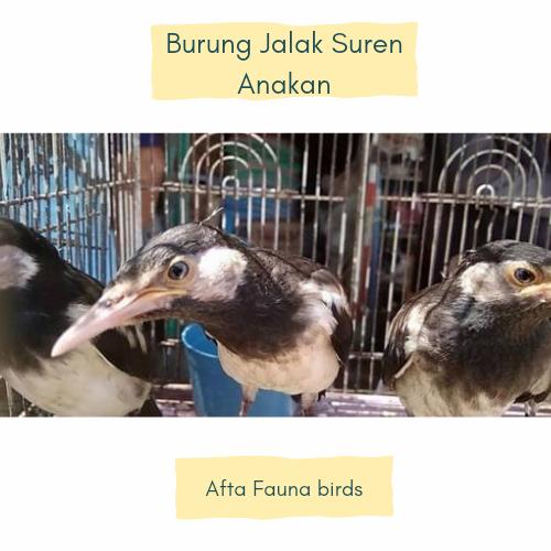 Jual Burung jalak suren anakan - Jakarta Timur - afta fauna | Tokopedia