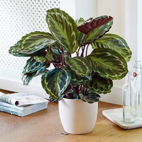 Promo PROMO! Tanaman Hias Calathea Medallion Bunga Calatea Medalion ...