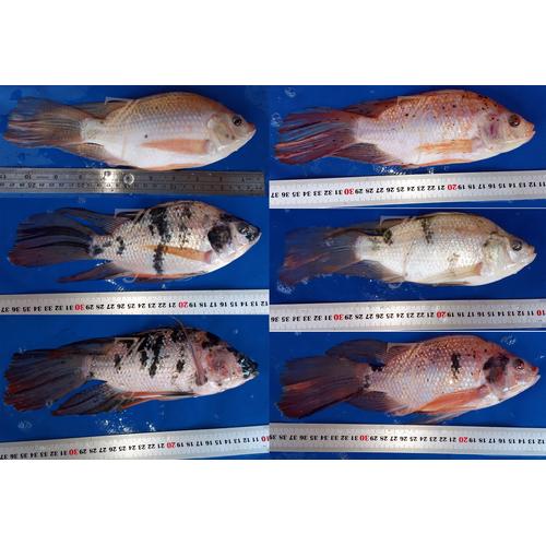 Jual Ikan Nila Kumpay Slayer - 5-10 cm - Kab. Bandung - zanurfarm ...