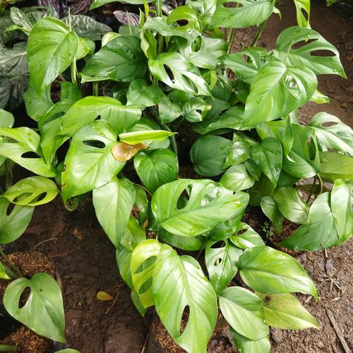 Jual tanaman hias Daun - tanaman merambat - tanaman media air - tanaman ...