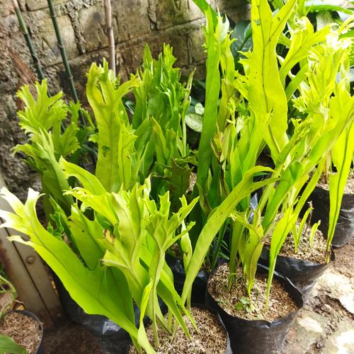 Promo tanaman hias kadaka tanduk rusa tanah - Kota Tangerang Selatan ...