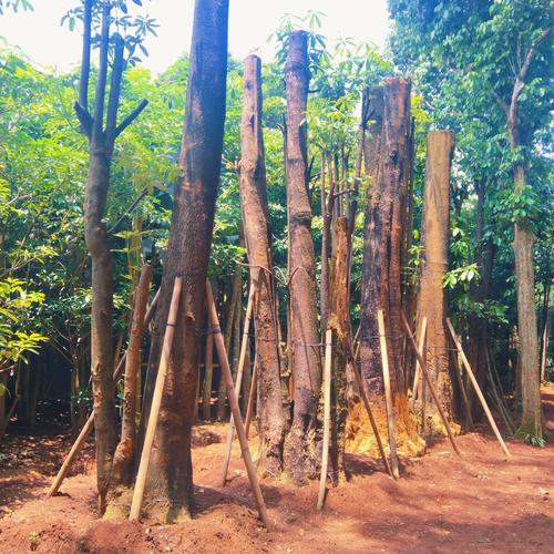Jual pohon pule besar - tanaman pule besar - Kab. Bogor - Tania ...