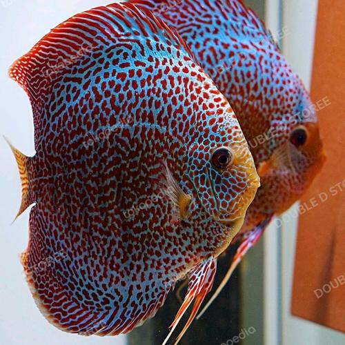 Jual ikan hias Discus pair pasangan alami - Kab. Bogor - DOUBLE D ...