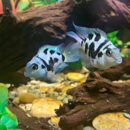 Jual Blue polar parrot - Ikan chiclid aquascape - Jakarta Utara - RAMBU ...