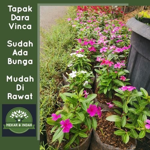 Jual Tanaman hias bunga tapak dara / bunga vinca tapak dara - Jakarta ...