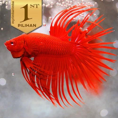 Jual Cupang Crown Tail Super Red Ikan Hias Aquascape Hiasan Aquarium ...