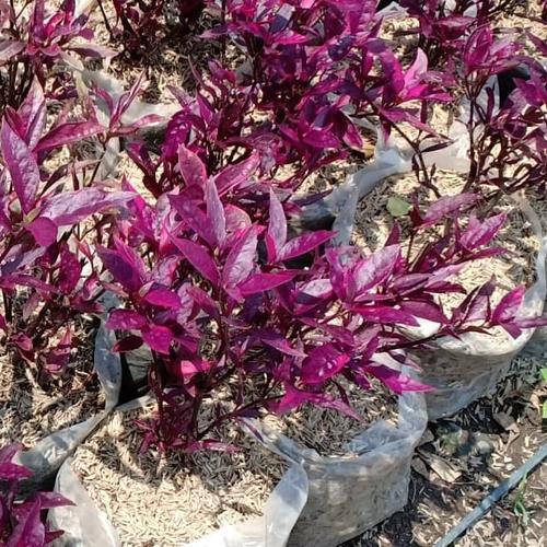 Jual bibit gandarusa merah,bibit tanaman herbal sudah lebat dan subur ...