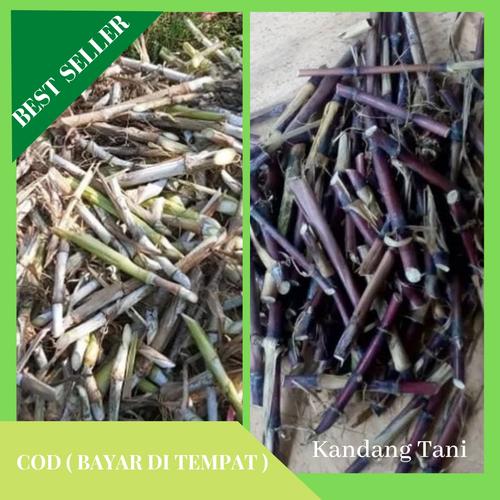 Jual Bibit pakan ternak unggul rumput zanzibar & red napier kualitas ...