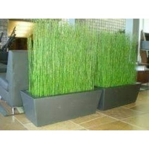 Jual Tanaman Hias pohon Bambu Air/ Bambu Hoki Rimbun - Kota Bogor ...