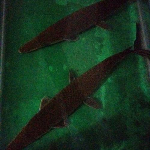 Jual Ikan Aligator Gar Big Size 70-80 cm - Kota Surabaya - ExCatu Okay ...