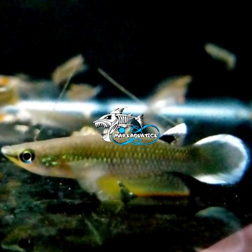 Jual IKAN HIAS IKAN APLOCHEILUS ARMATUS KEPALA TIMAH AQUASCAPE ...