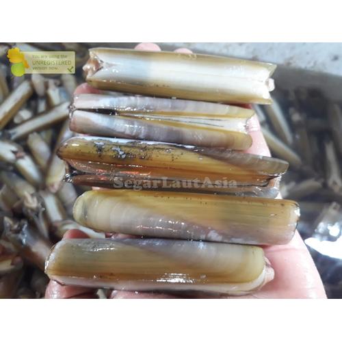 Jual Kerang Bambu Hidup Kerang Bambu Segar 1Kg Seafood Hasil Laut Segar ...