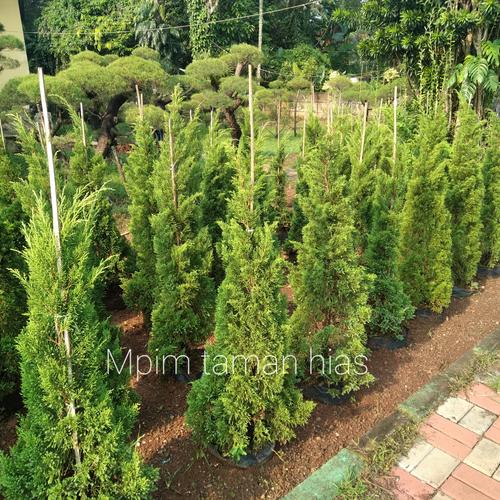Jual paket pohon cemara lilin, pohon pucuk merah dan palem kuning ...
