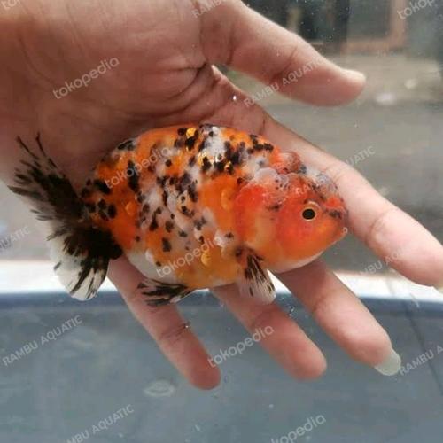 Jual Rancu Calico - ikan mas koki rancu - Jakarta Utara - RAMBU AQUATIC ...