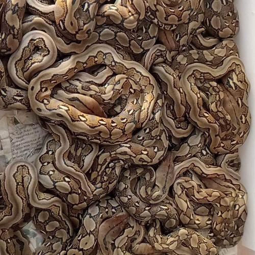 Jual reticulatus python - Kab. Bandung - Apik Apik aja | Tokopedia