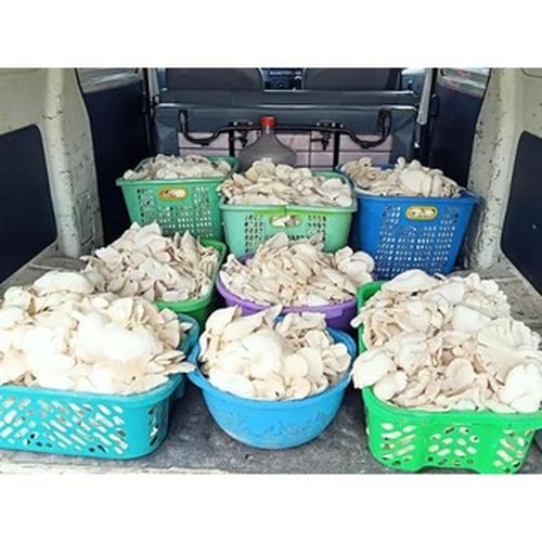 Jual JAMUR TIRAM FRESS 250g,500g/JAMUR TIRAM 1KG - 500gram - Kab ...