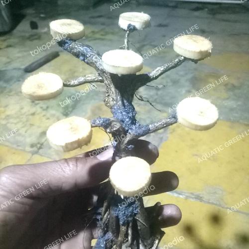 Jual bonsai akar senggani mentahan L16xT20/aquascape / aquarium - Kab ...