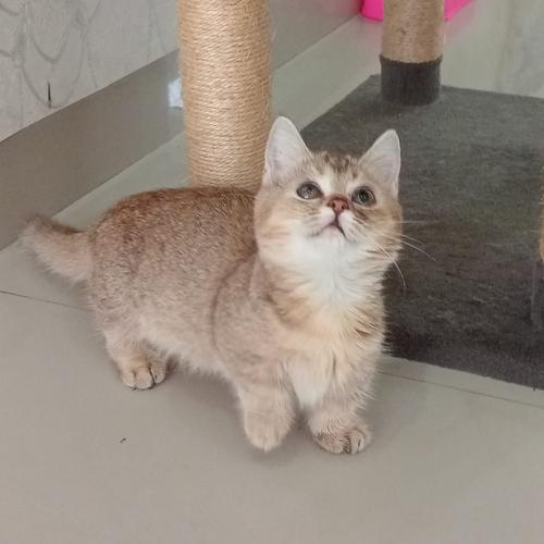 Jual kucing british shorthair / kucing BSH munchkin / kucing munchkin ...