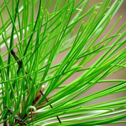 Jual daun pinus segar / daun pinus herbal setruck 500 gram - Kab ...