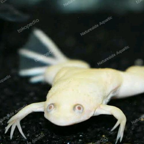 Jual Katak air albino afrika, Africa dwarf frog aquascape langka dan ...