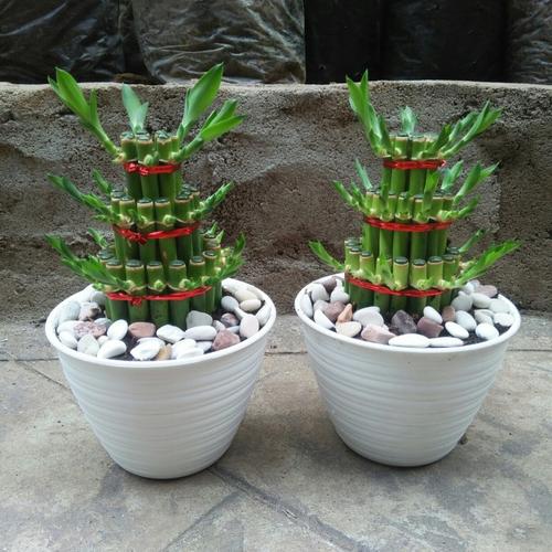Promo Tanaman pohon bambu hoki 3 susun include pot dan batu murah ...