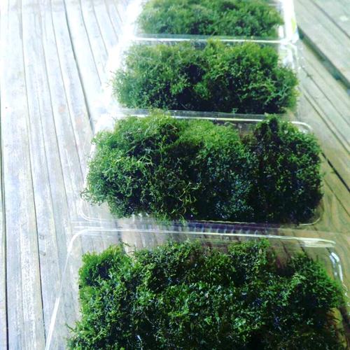 Jual tanaman aquascape moss ricardia /beli 5 gratis 1 - Kota Bandung ...