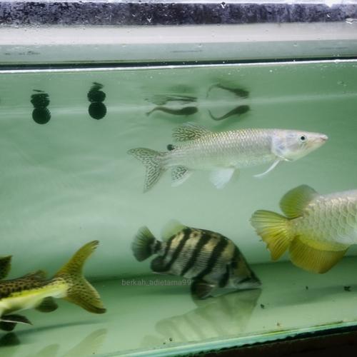 Jual ikan hias silver datz | american datz silver | tigerfish datz ...
