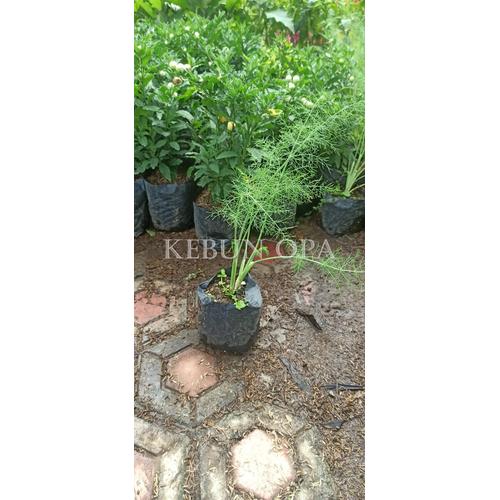 Jual Tanaman herbal daun dill / adas / elegant feather pohon Adas hutan ...