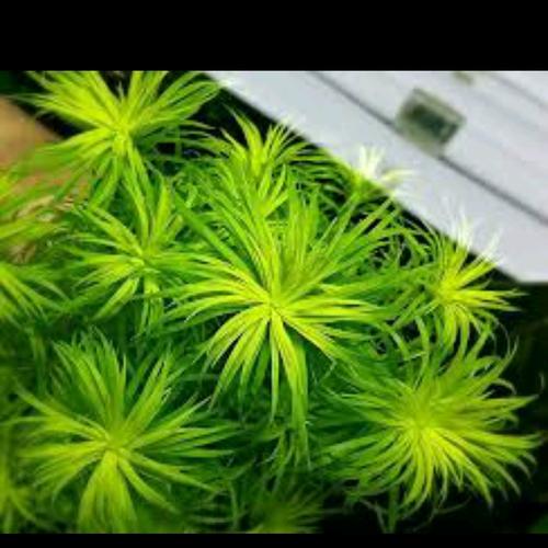 Promo tanaman aquascape tonina sp balem/syngonanthus macrocaulun ...