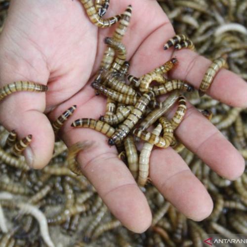 Jual ULAT JERMAN / ULAT GERMAN HIDUP / PAKAN IKAN / PAKAN BURUNG / - 50 ...
