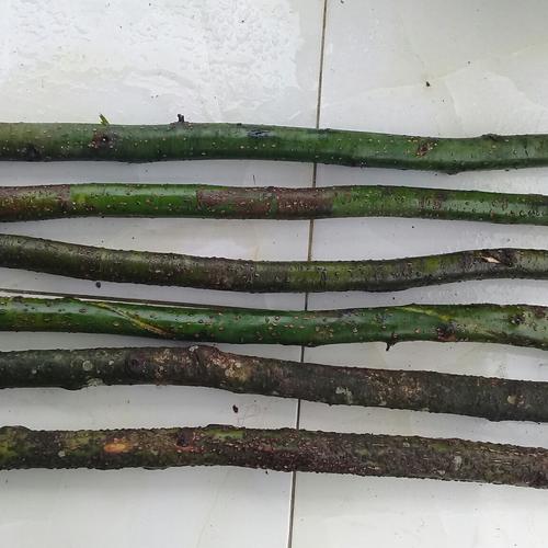 Jual kayu lemo panjang 1 meter - Kab. Bogor - earlytaaquaplant | Tokopedia