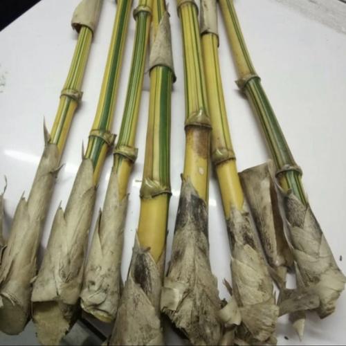 Jual Bambu kuning / stek bambu kuning / mudan tumbuh satuan - Jakarta ...