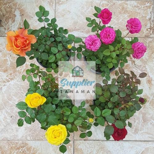 Jual Tanaman Mawar Rambat - Tanaman Bunga Mawar Merambat Berbunga ...