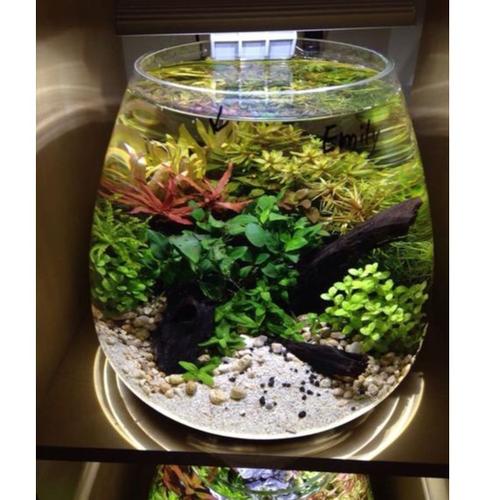 Jual Aquarium Mini Ikan Cupang /Akuarium Kaca bulat - Kota Tangerang ...