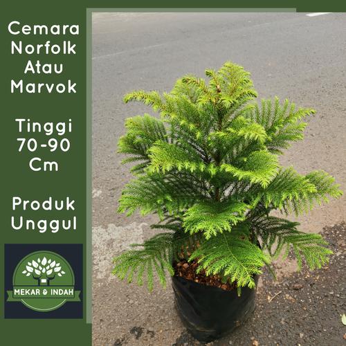 Jual Tanaman pohon cemara norflok, marvok, marpok - Jakarta Timur ...