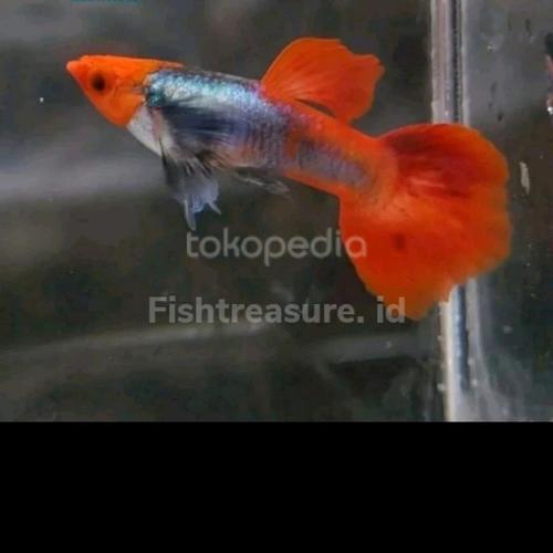 Jual ikan Hias Guppy Platinum Red Tail Koi - betina - Kota Depok - DadangGuppy | Tokopedia