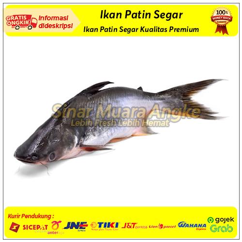 Jual Ikan Patin SEGAR 1kg Isi 3-4 Ekor / Ikan Tawar Segar PREMIUM ...