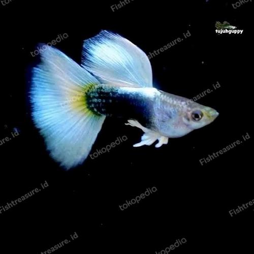 Jual ikan Hias Guppy Hb Pastel - betina - Kota Depok - DadangGuppy | Tokopedia