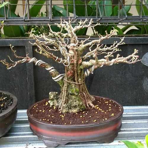 Jual bonsai kimeng gabungan on the rock - Kab. Bogor - kaosku sukasuka ...