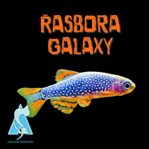 Jual Ikan Rasbora Galaxy/Ikan Hias Air Tawar Aquascape - Jakarta Barat ...