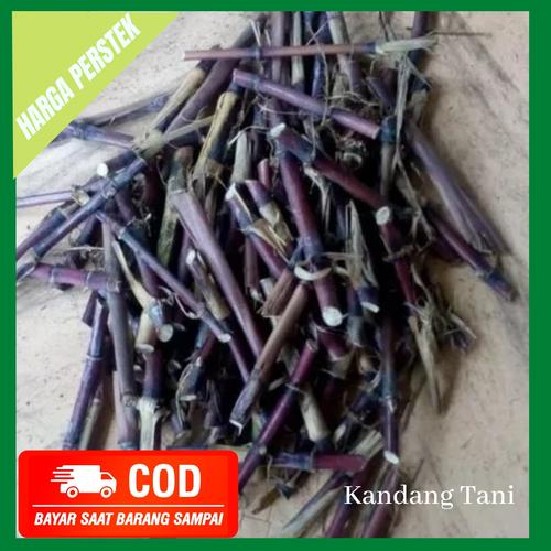 Jual Bibit asli rumput red napier kualitas super Termurah Per Batang ...