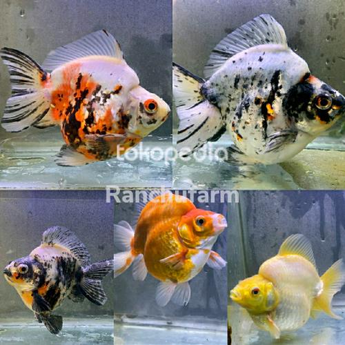 Jual Ryukin Punuk Unta | Ryukin Gen Jumbo Grade - XS - Kab. Gresik ...