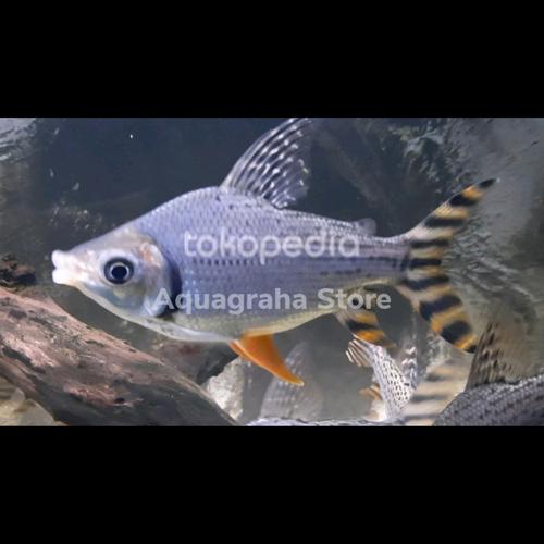 Jual Ikan Hias Red Feifeng Red Fei Feng RFF American Flagtail - Jakarta ...