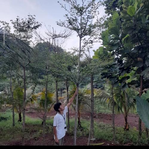 Jual tanaman/pohon ketapang kencana tinggi 5 meter - Kota Depok - AZMUR ...