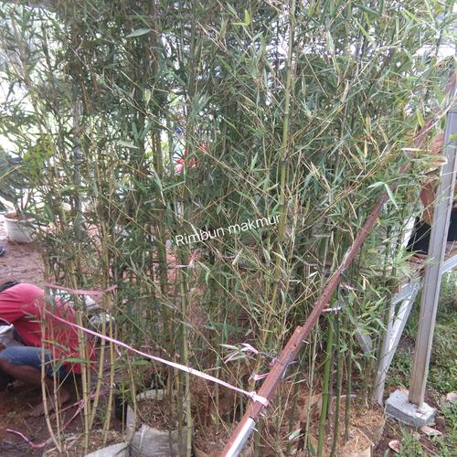 Jual pohon bambu klisik hijau/tanaman bambu klisik cina/pohon bambu ...