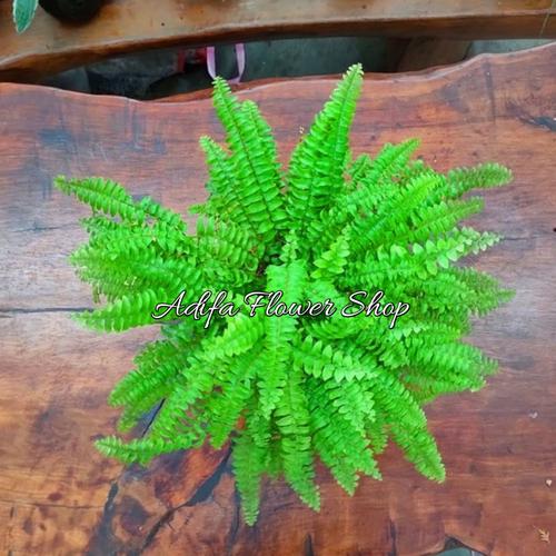 Jual tanaman hias/bunga/pohon pakis kelabang jumbo nephrolepis exaltata ...